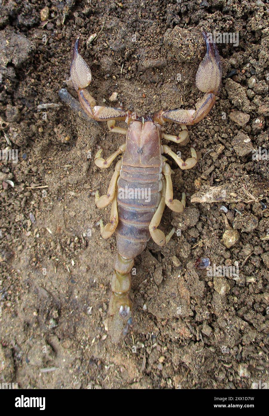 Shiny Burrow Scorpion (Opistophthalmus glabrifrons) Arachnida Stock ...