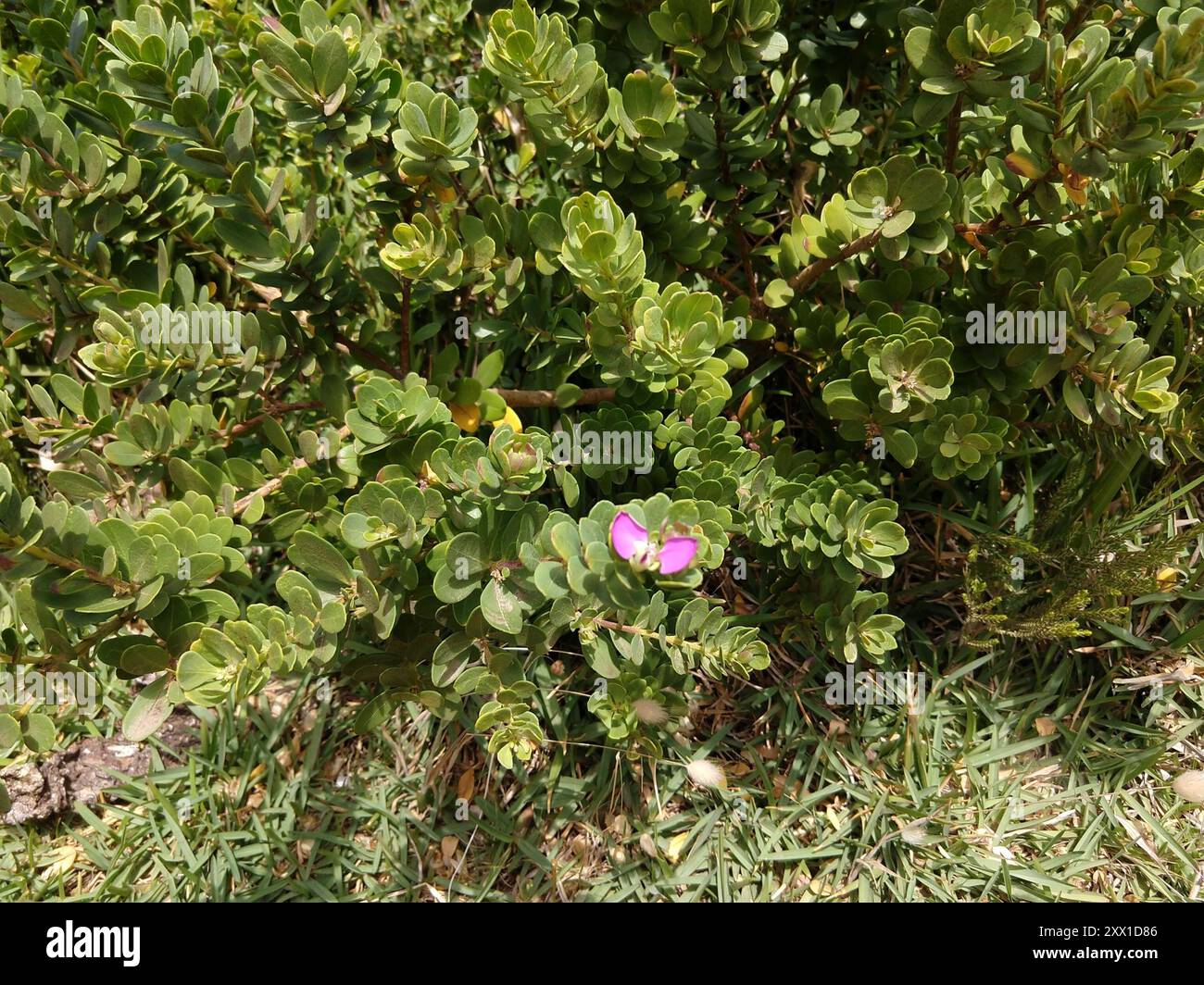 Septemberbush (Polygala myrtifolia myrtifolia) Plantae Stock Photo - Alamy