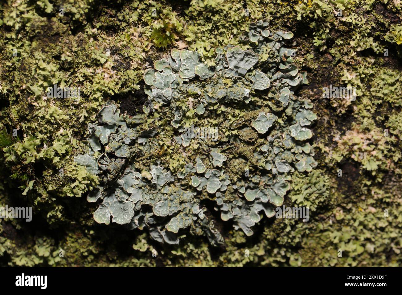 shield lichen (Parmelia sulcata) Fungi Stock Photo - Alamy