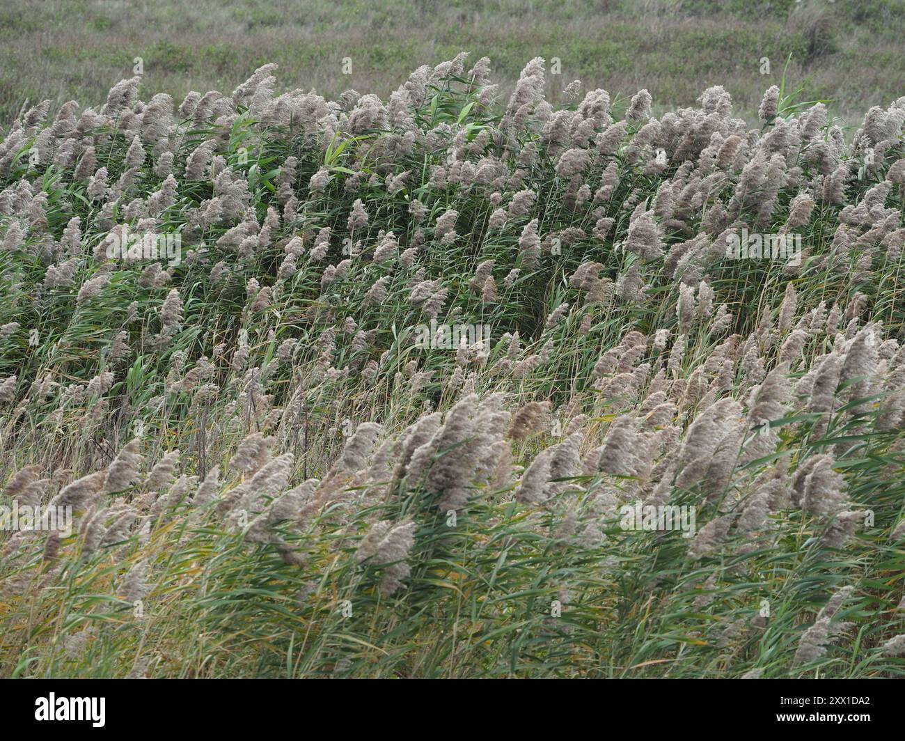common reed (Phragmites australis) Plantae Stock Photo - Alamy