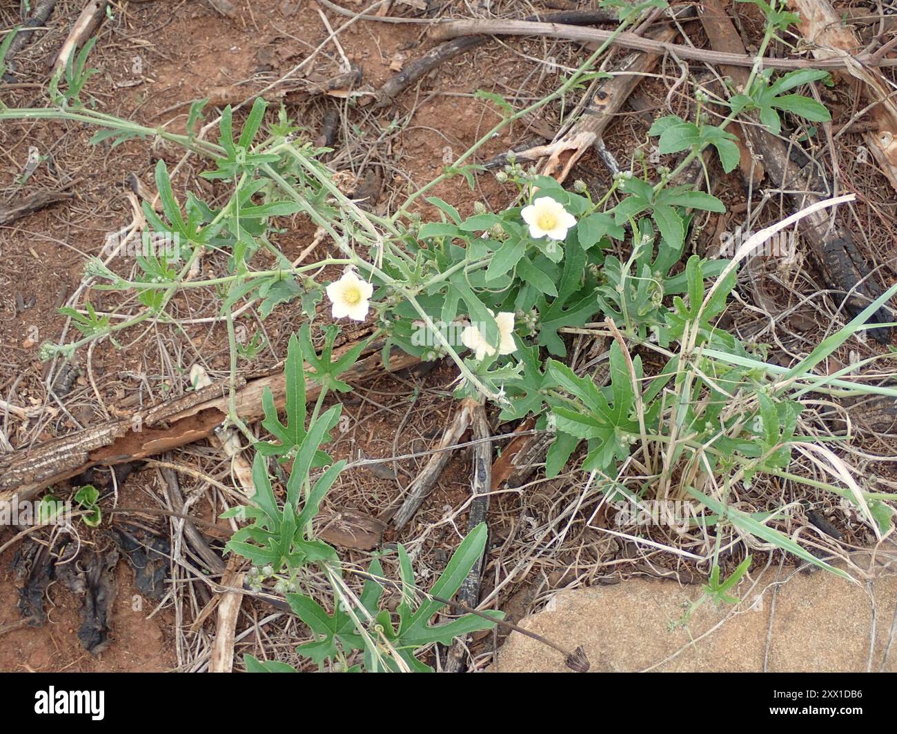 Baboon Bushpumpkin (Coccinia adoensis) Plantae Stock Photo - Alamy