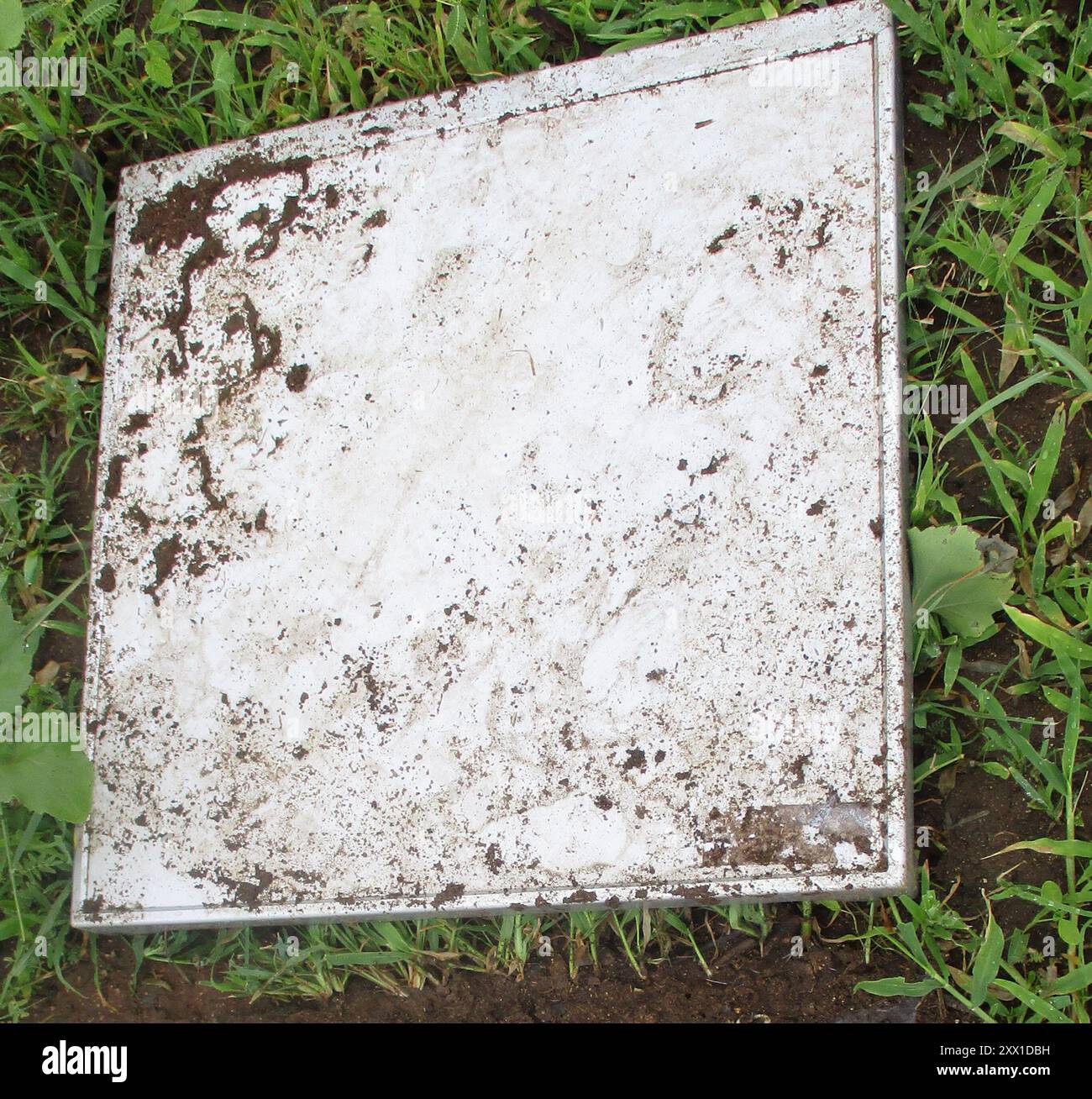 Red-Banded Rubber Frog (Phrynomantis bifasciatus) Amphibia Stock Photo ...