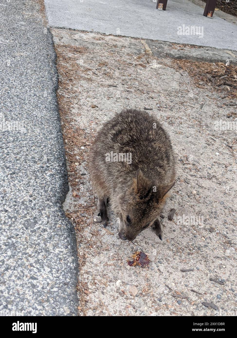 Quokka (Setonix brachyurus) Mammalia Stock Photo - Alamy