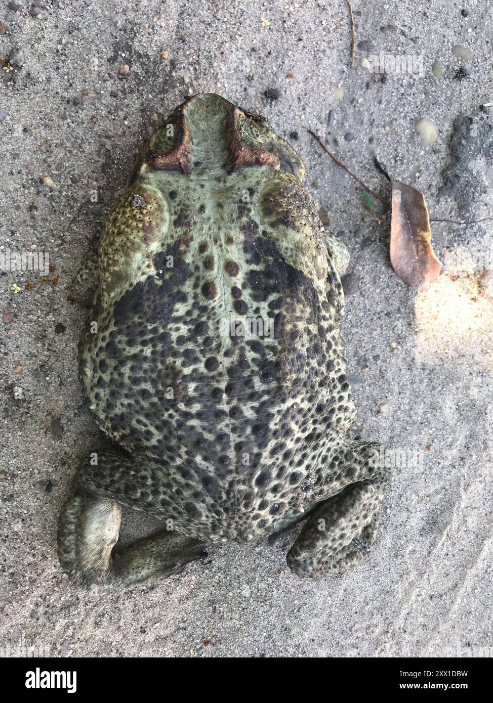 Cururu Toad (Rhinella diptycha) Amphibia Stock Photo - Alamy