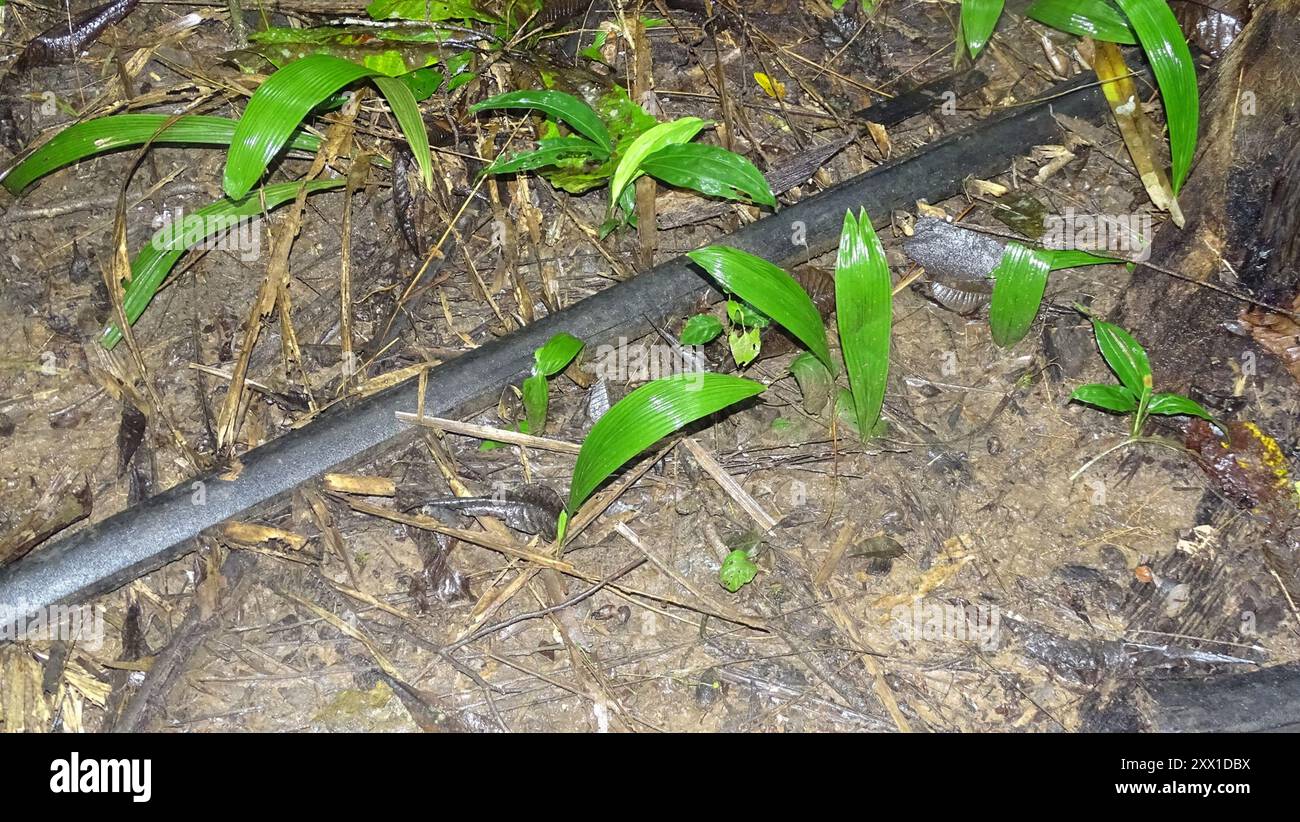 monocots (Liliopsida) Plantae Stock Photo - Alamy