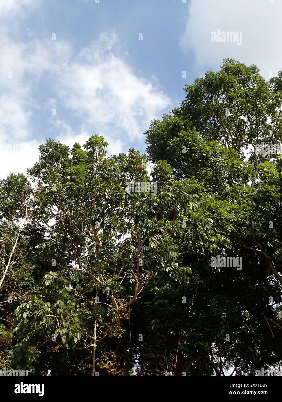 Big-leaf Mahogany (Swietenia macrophylla) Plantae Stock Photo - Alamy