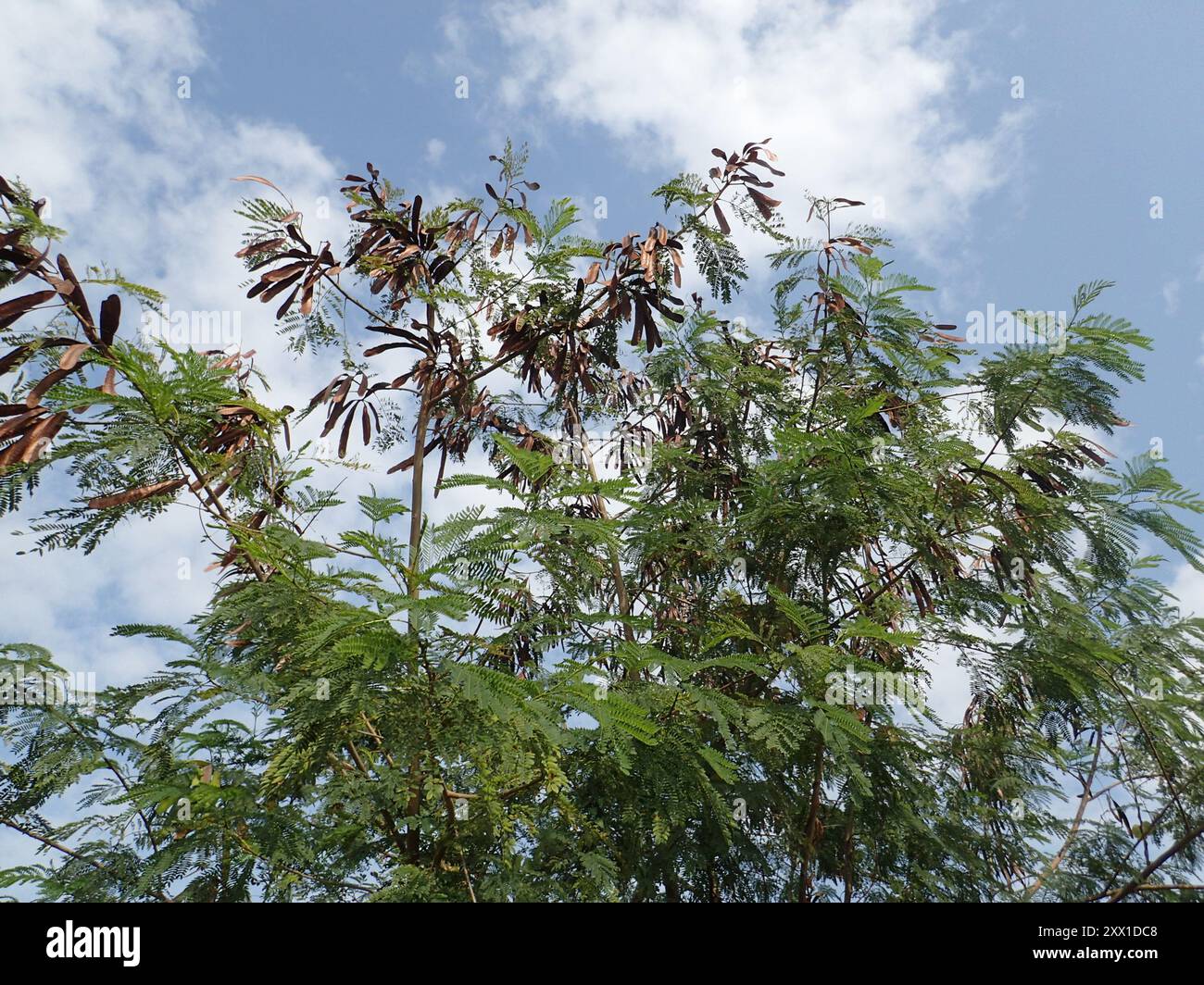 White leadtree (Leucaena leucocephala) Plantae Stock Photo - Alamy