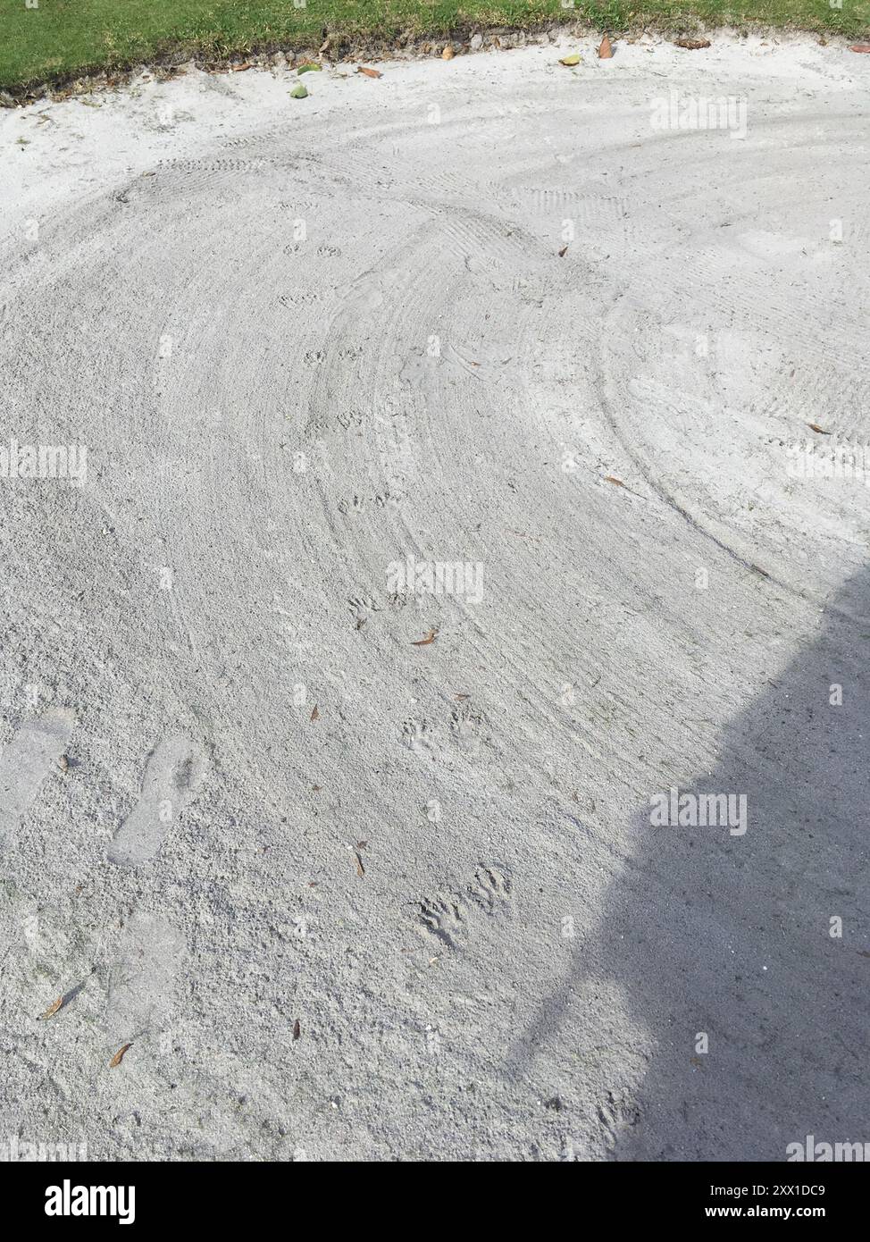 Common Raccoon (Procyon lotor) Mammalia Stock Photo - Alamy