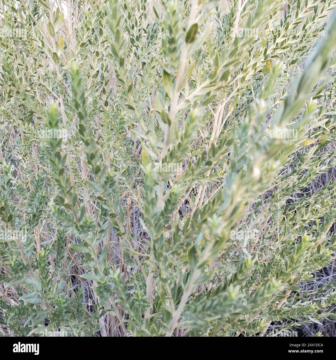 arrowweed (Pluchea sericea) Plantae Stock Photo - Alamy