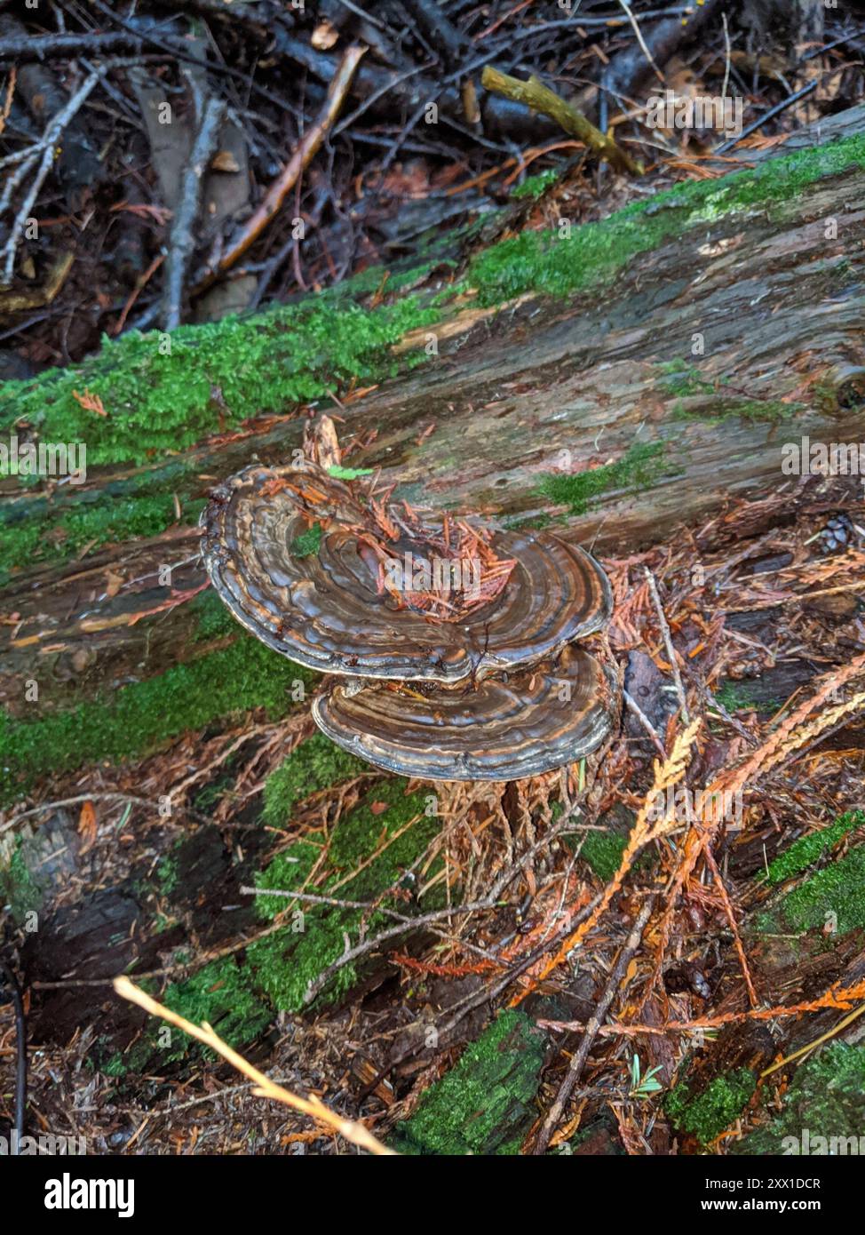 shelf fungi (Polyporales) Fungi Stock Photo - Alamy