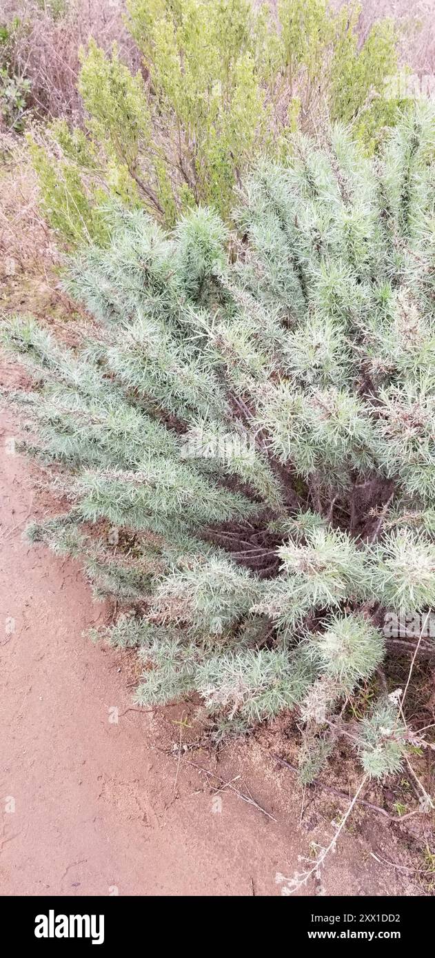 California sagebrush (Artemisia californica) Plantae Stock Photo - Alamy