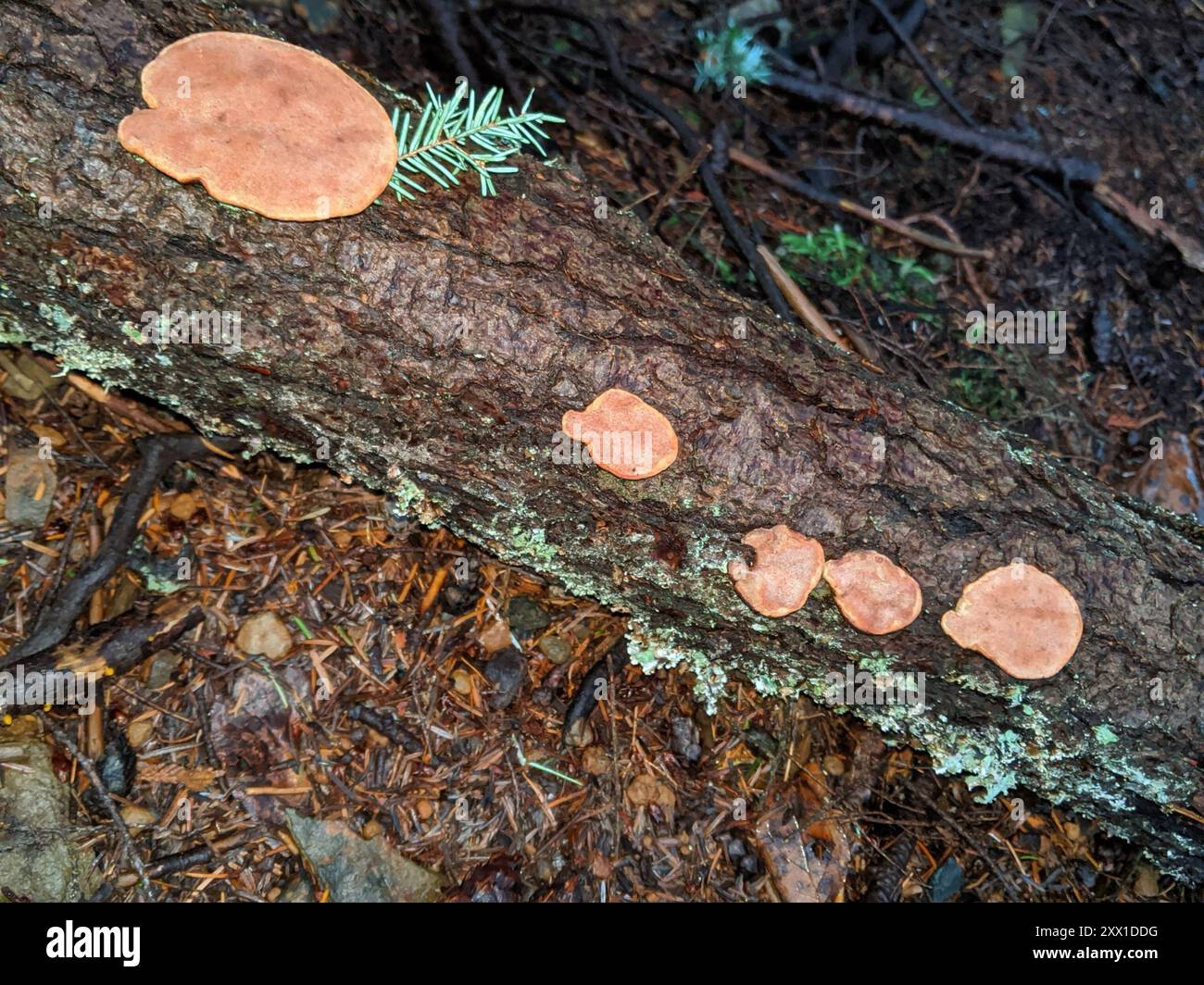 shelf fungi (Polyporales) Fungi Stock Photo - Alamy