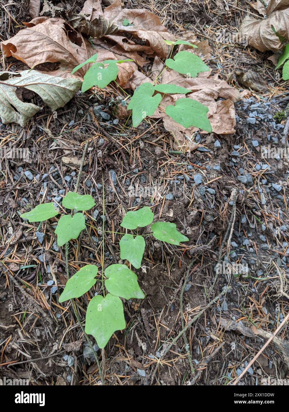 White Inside-out Flower (Vancouveria hexandra) Plantae Stock Photo - Alamy