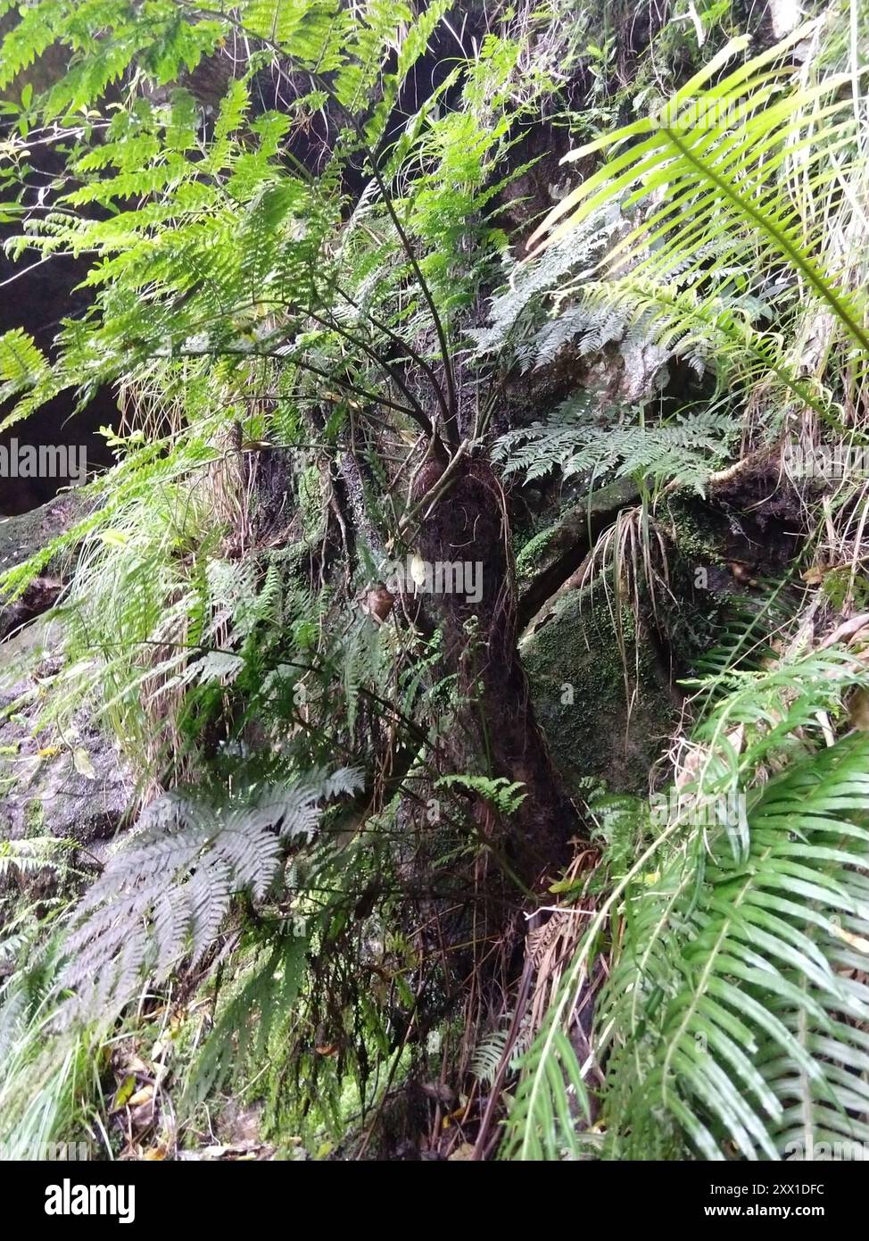 Forest Tree Fern (Cyathea capensis) Plantae Stock Photo - Alamy