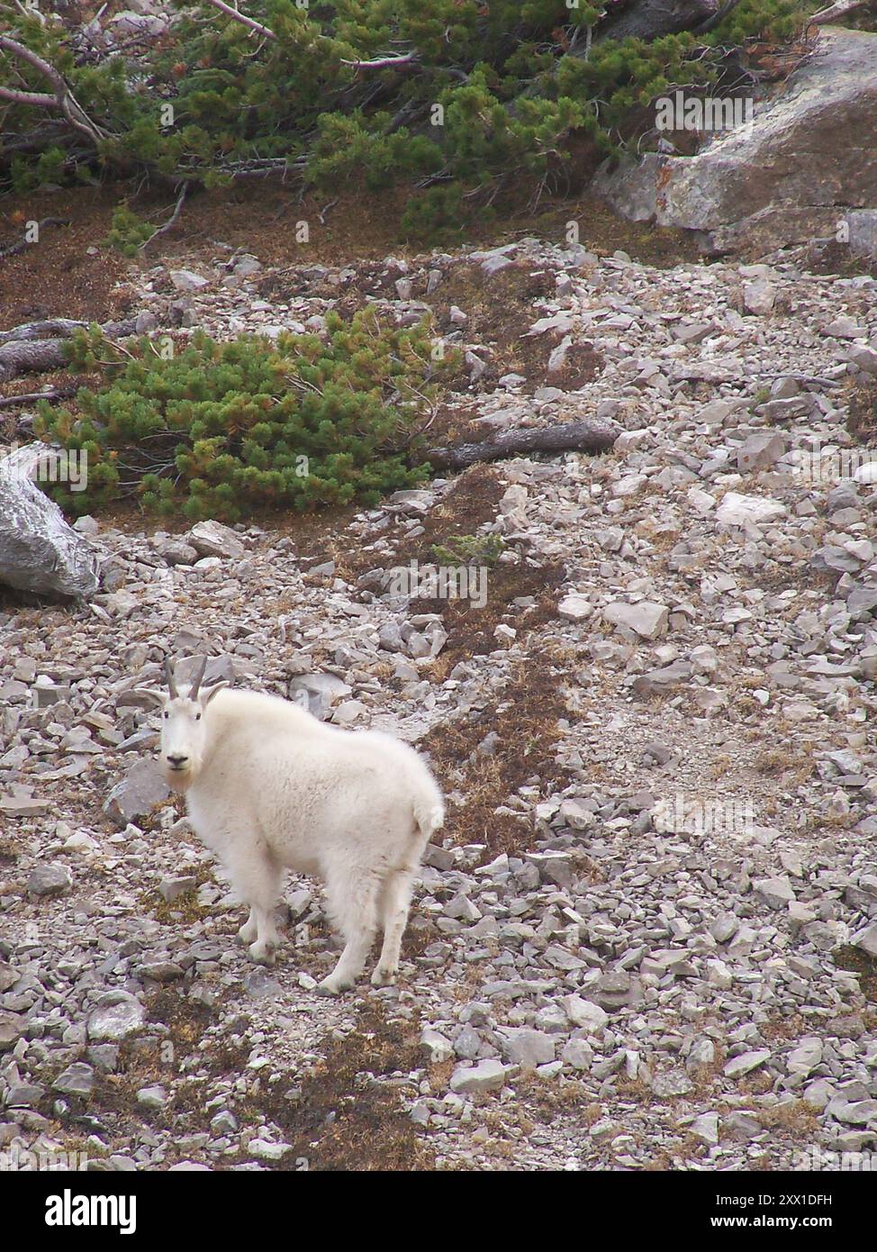 Mountain Goat (Oreamnos americanus) Mammalia Stock Photo - Alamy