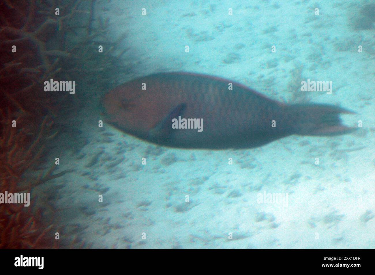 Bluebarred Parrotfish (Scarus ghobban) Actinopterygii Stock Photo - Alamy