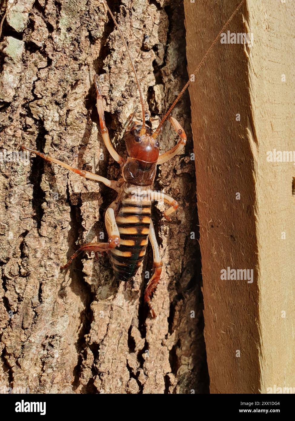 Wellington Tree Wētā (Hemideina crassidens) Insecta Stock Photo - Alamy