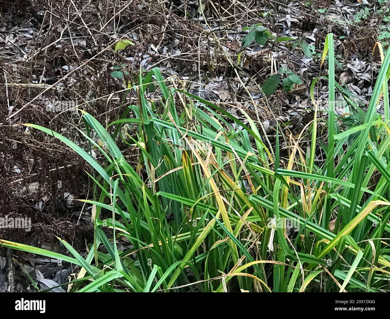 Hanging sedge (Carex pendula) Plantae Stock Photo - Alamy
