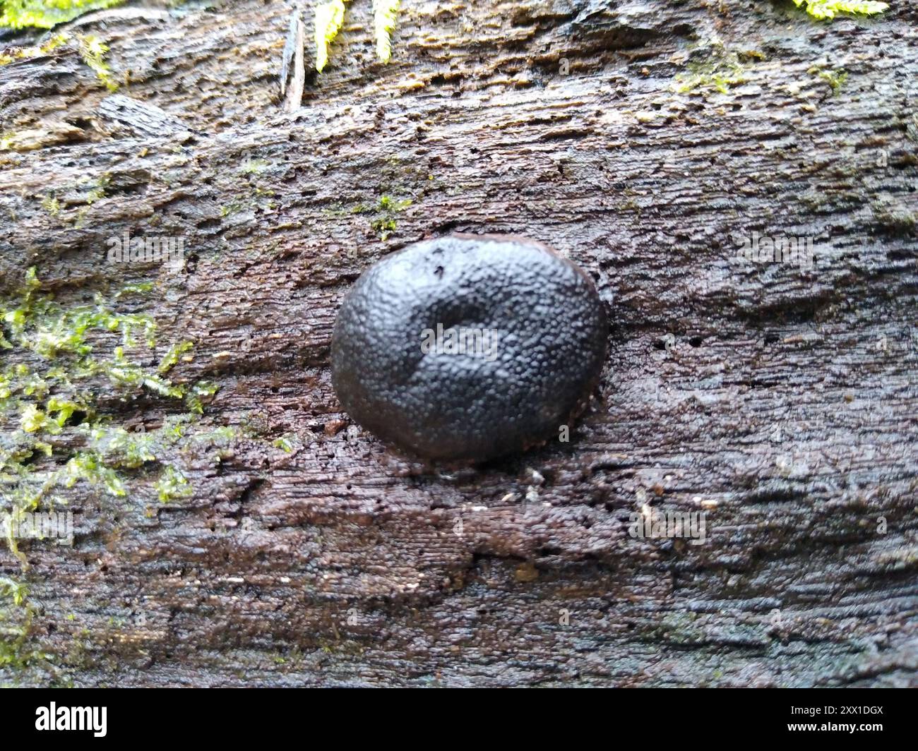 Dog's nose fungus (Camarops petersii) Fungi Stock Photo - Alamy