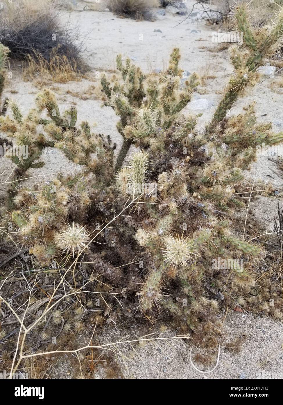 Silver Cholla (Cylindropuntia echinocarpa) Plantae Stock Photo - Alamy