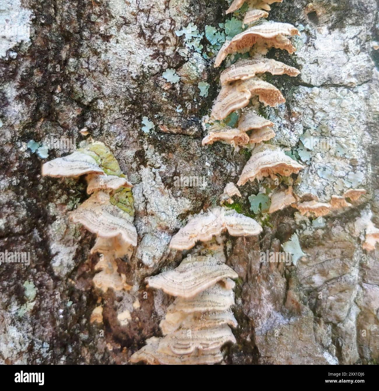 violet-toothed polypore (Trichaptum biforme) Fungi Stock Photo - Alamy