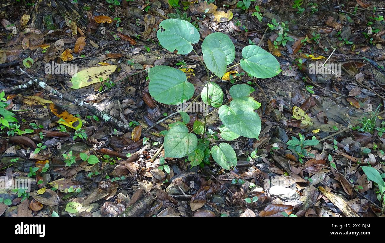 plants (Plantae) Plantae Stock Photo - Alamy