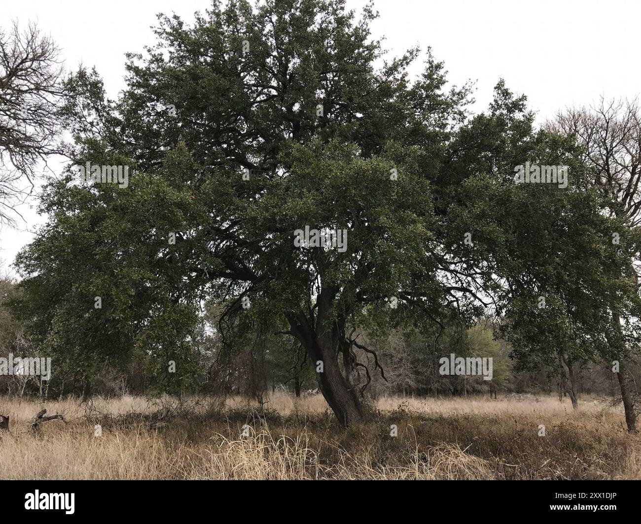 Texas live oak (Quercus fusiformis) Plantae Stock Photo - Alamy