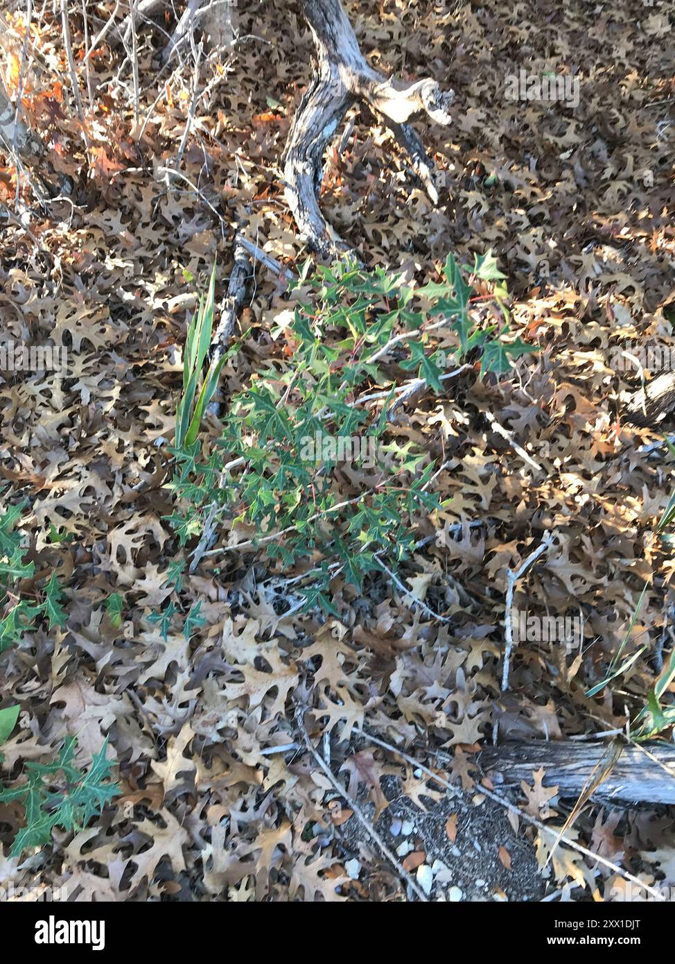 Agarita (Berberis trifoliolata) Plantae Stock Photo - Alamy