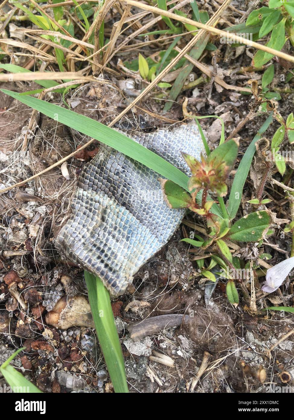 Carnivorans (Carnivora) Mammalia Stock Photo - Alamy