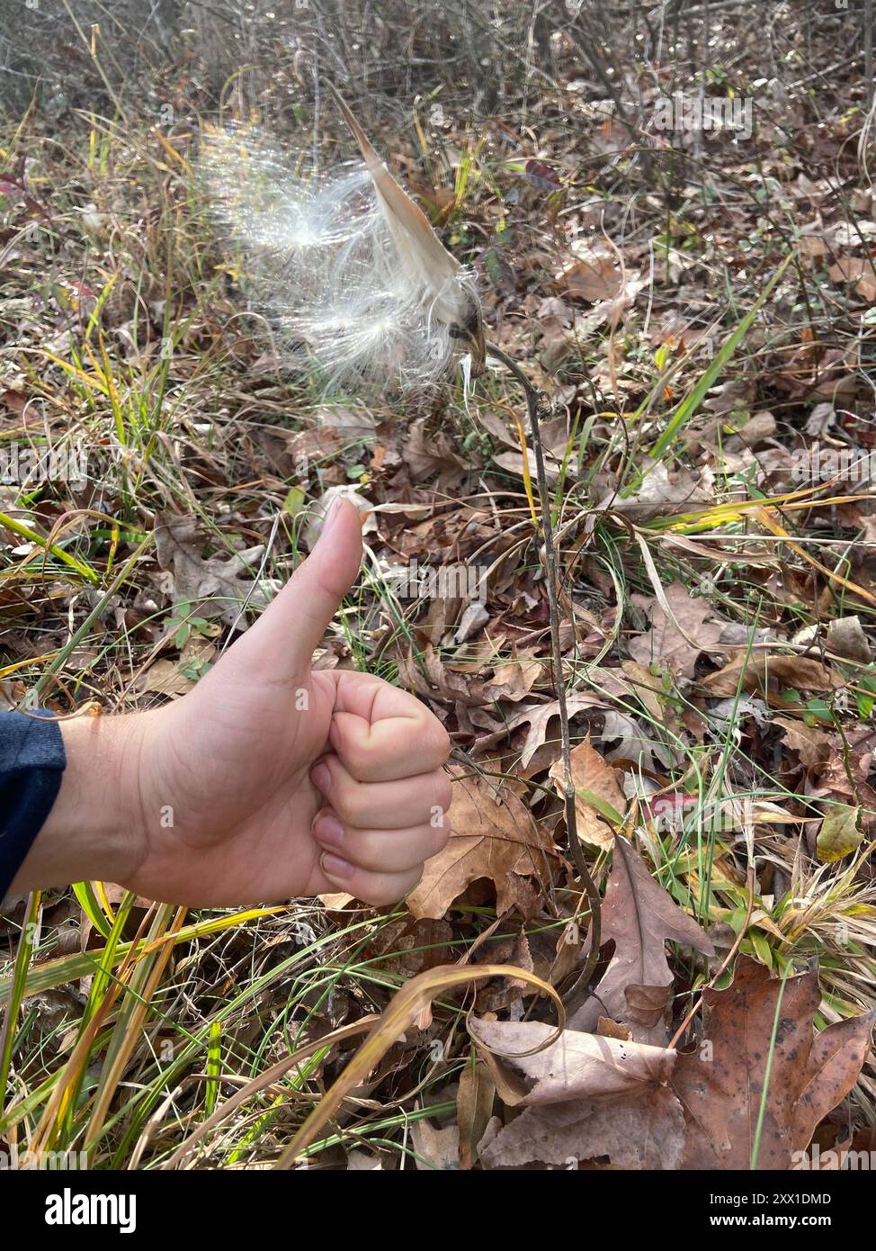green comet milkweed (Asclepias viridiflora) Plantae Stock Photo - Alamy