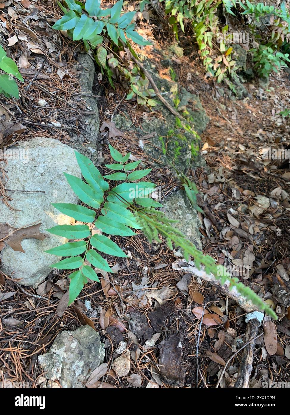 Mexican Flowering Fern (Anemia mexicana) Plantae Stock Photo - Alamy