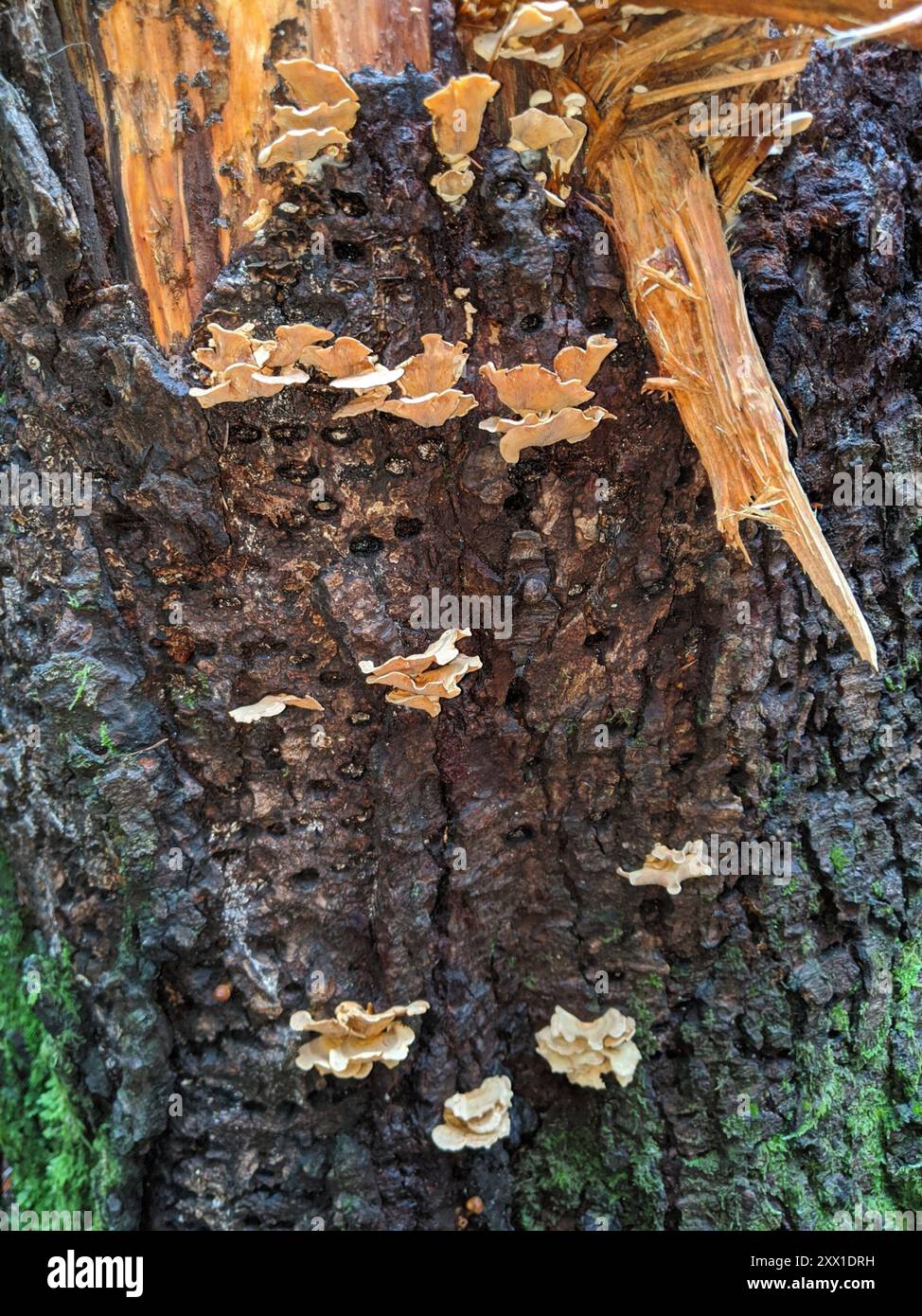 Luminescent Panellus (Panellus stipticus) Fungi Stock Photo - Alamy