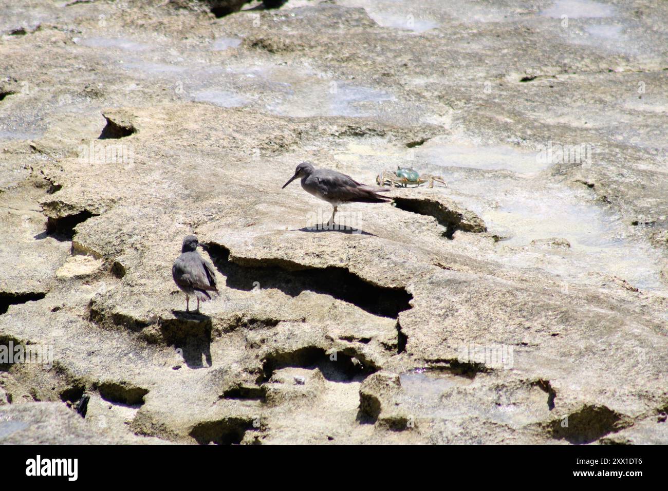 Wandering Tattler (Tringa incana) Aves Stock Photo - Alamy