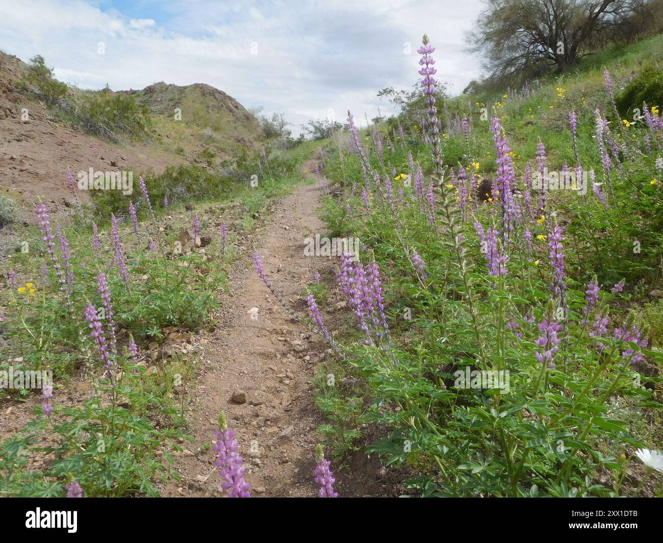 Arizona lupine (Lupinus arizonicus) Plantae Stock Photo - Alamy