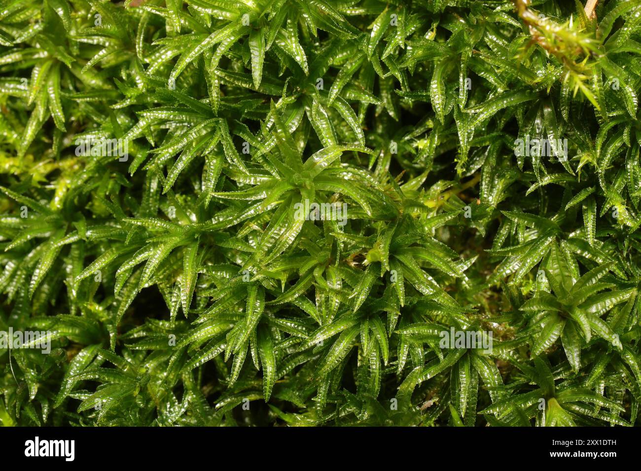 Catherine's moss (Atrichum undulatum) Plantae Stock Photo - Alamy