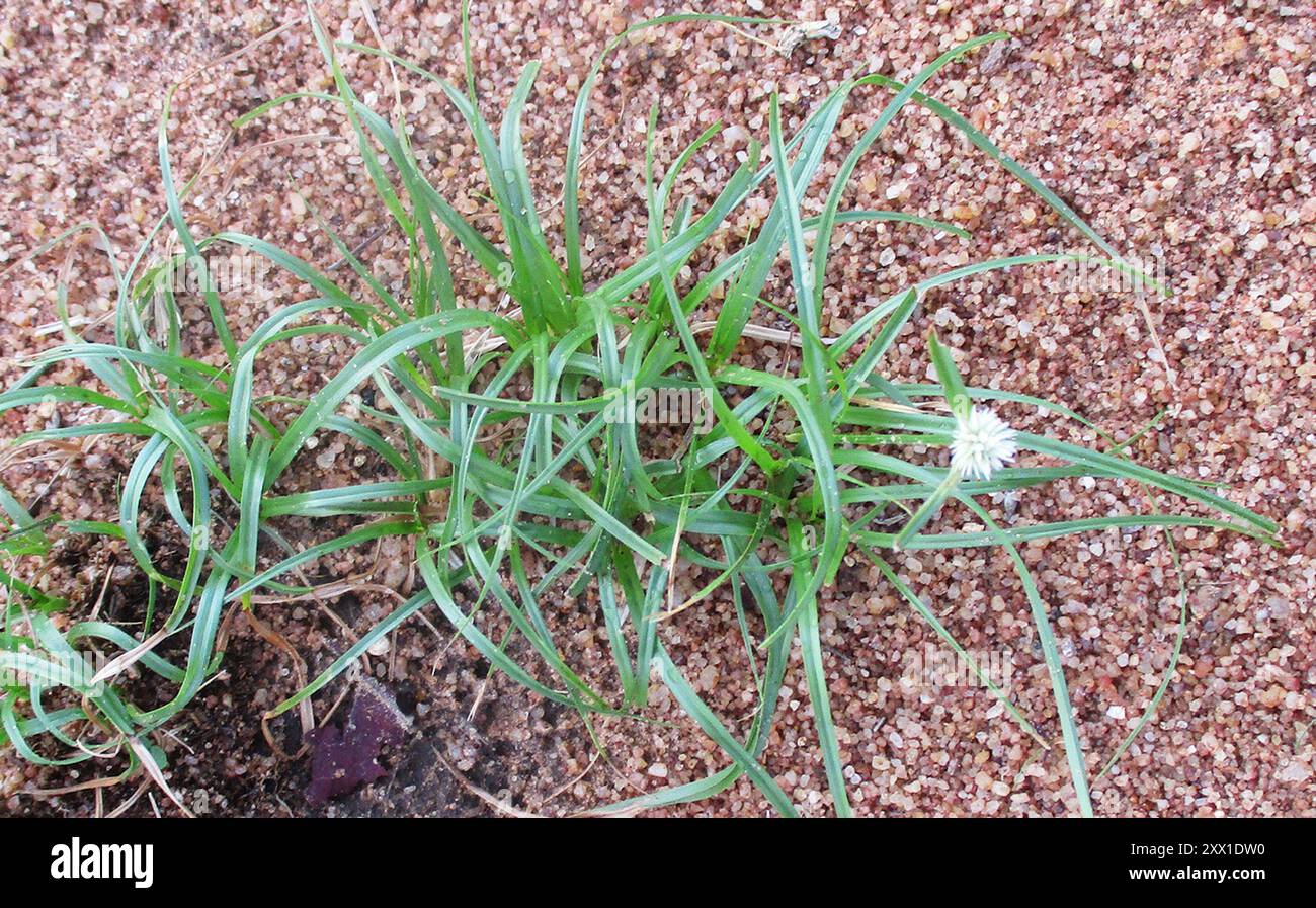 White Flat-Sedge (Cyperus cristatus) Plantae Stock Photo - Alamy