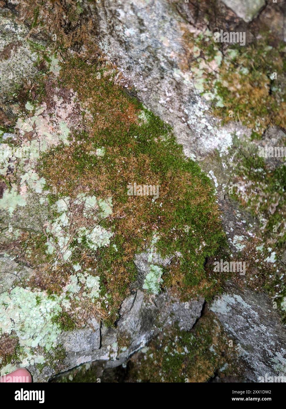 transparent fork-moss (Dichodontium pellucidum) Plantae Stock Photo - Alamy