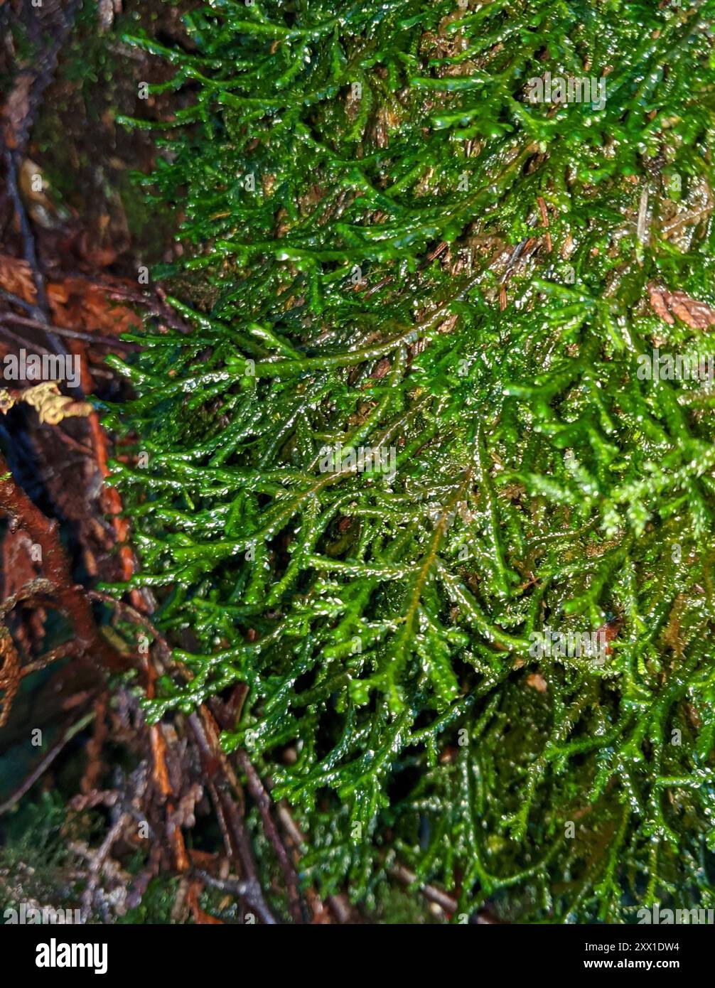 leafy and simple thalloid liverworts (Jungermanniopsida) Plantae Stock ...