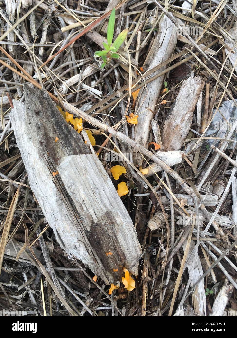 Fan shaped jelly fungi hi-res stock photography and images - Alamy