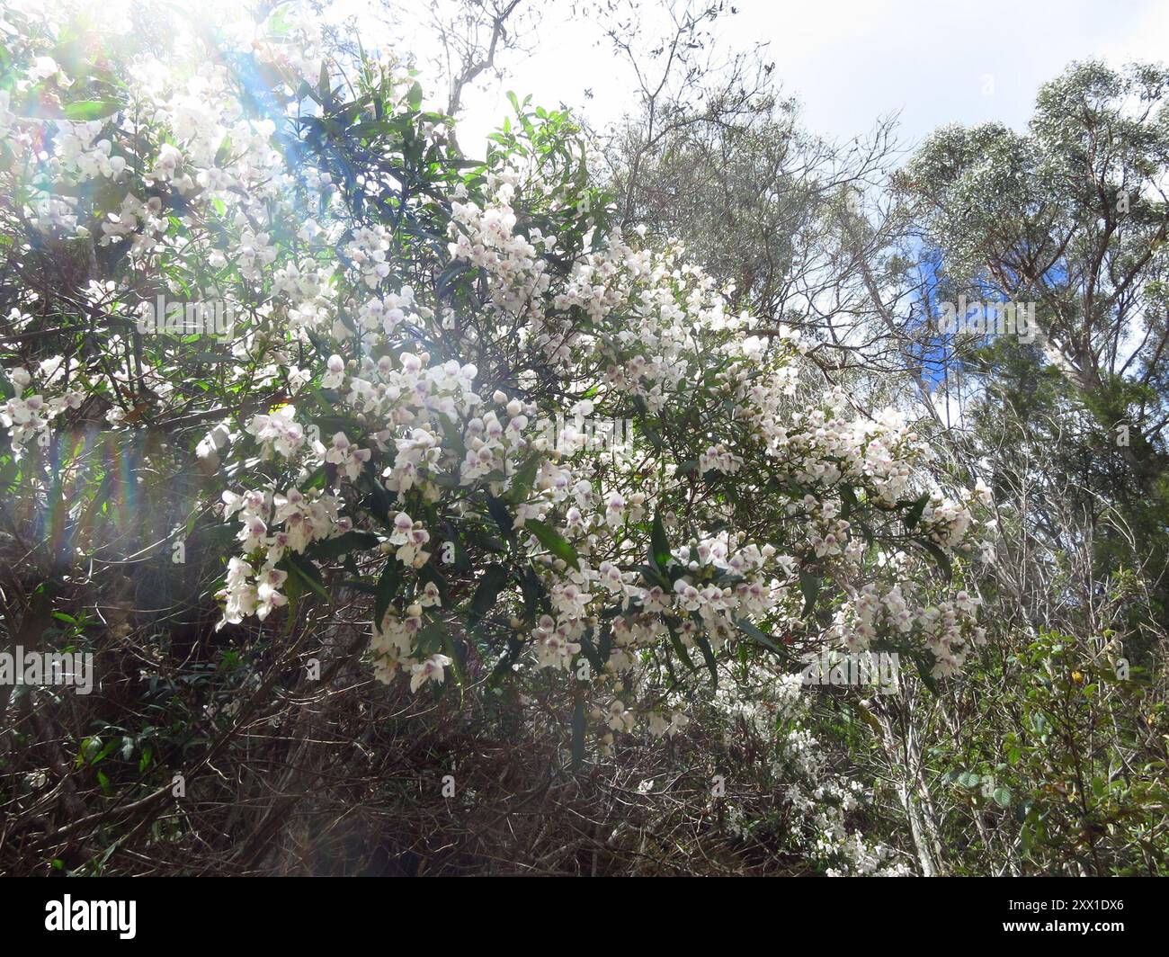 Christmas Bush (Prostanthera lasianthos) Plantae Stock Photo - Alamy