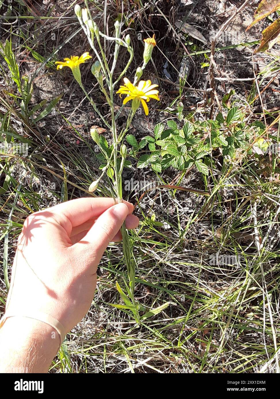 Silkgrasses (Pityopsis) Plantae Stock Photo - Alamy