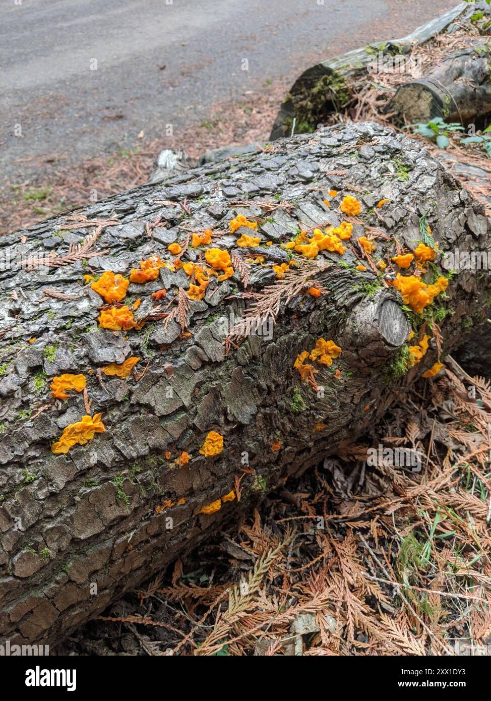 Orange Jelly Spot (Dacrymyces chrysospermus) Fungi Stock Photo - Alamy
