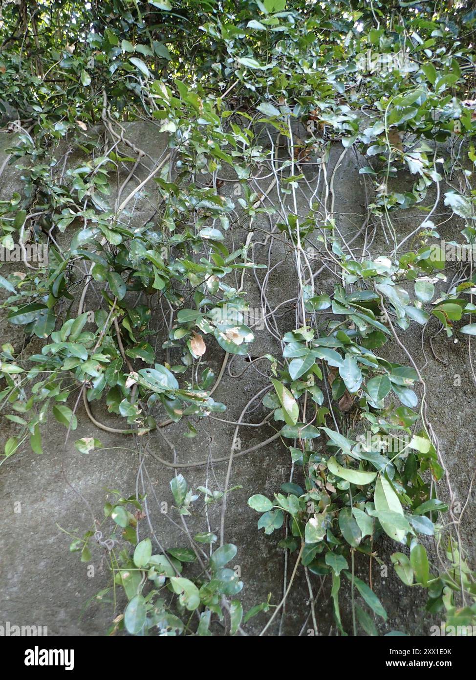 Evergreen Wisteria (Wisteriopsis reticulata) Plantae Stock Photo - Alamy