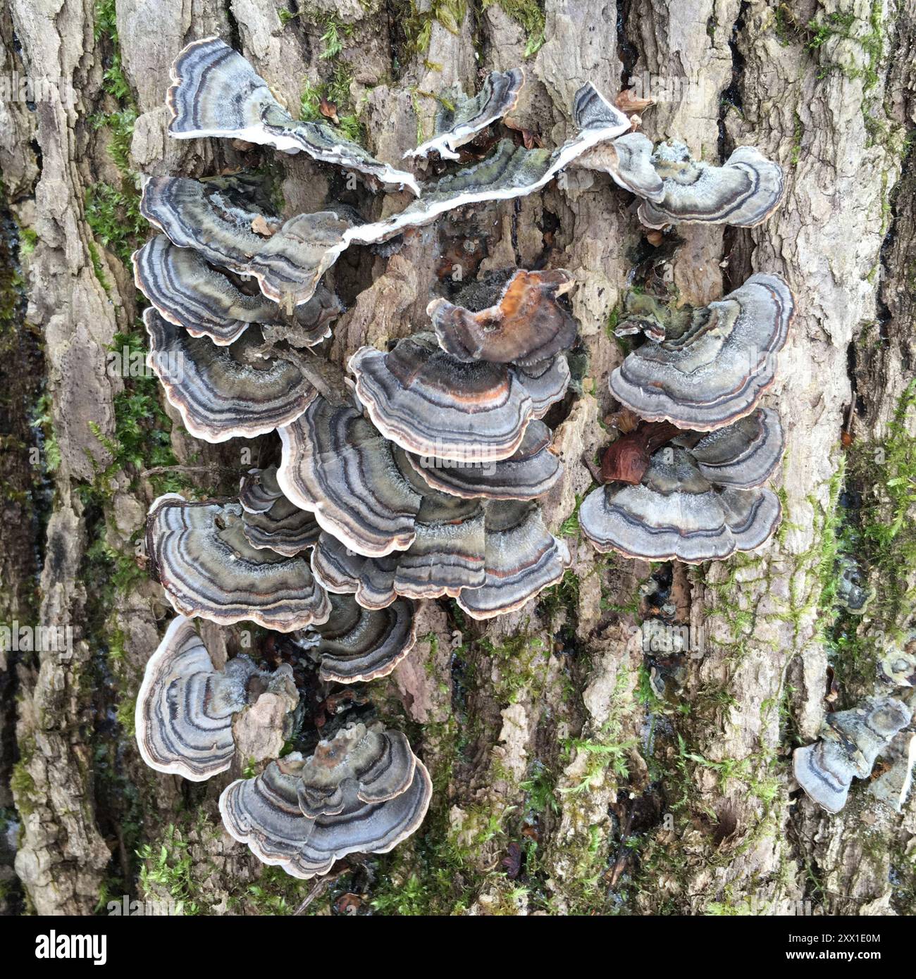 turkey-tail (Trametes versicolor) Fungi Stock Photo - Alamy