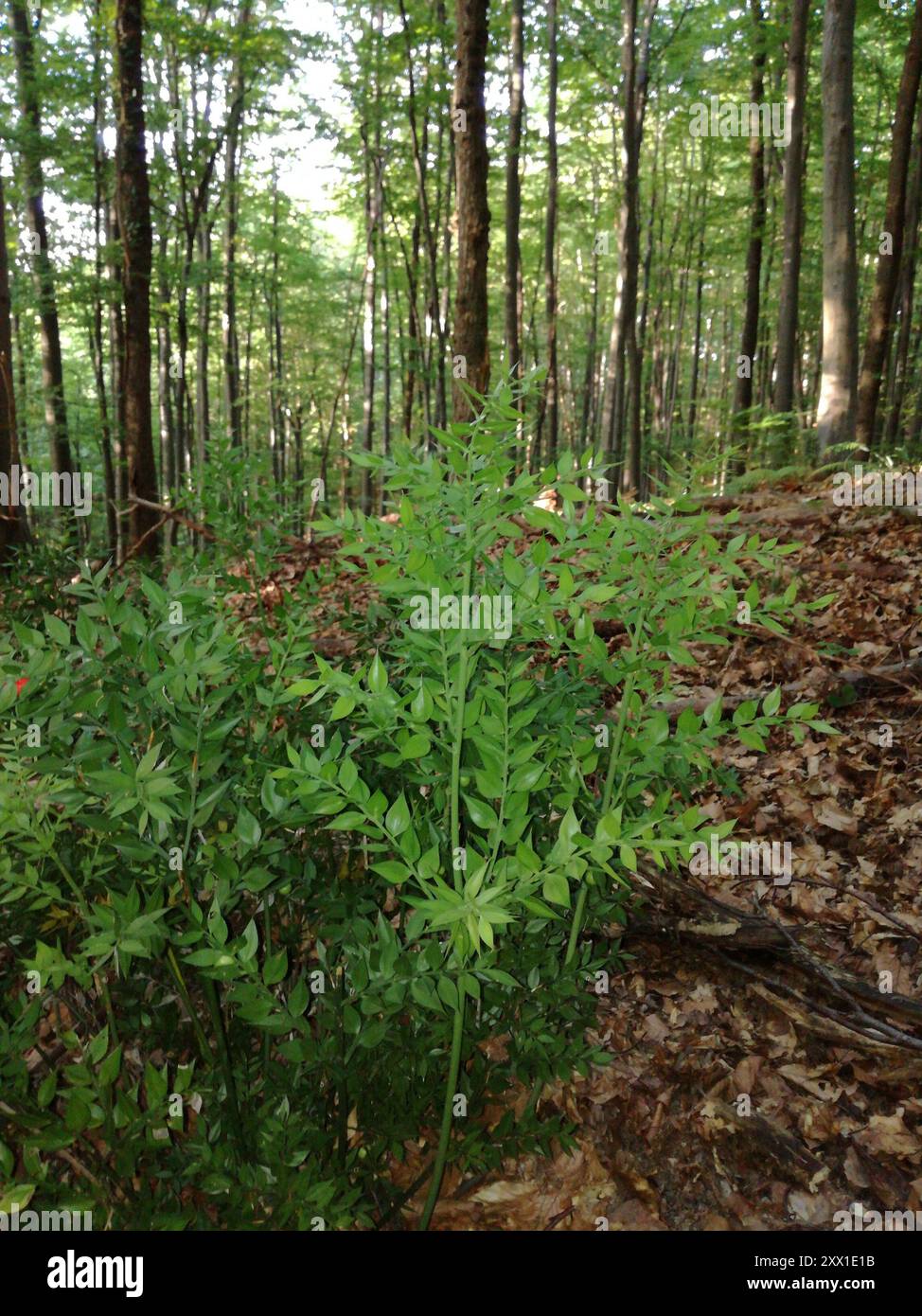 butcher's-broom (Ruscus aculeatus) Plantae Stock Photo - Alamy