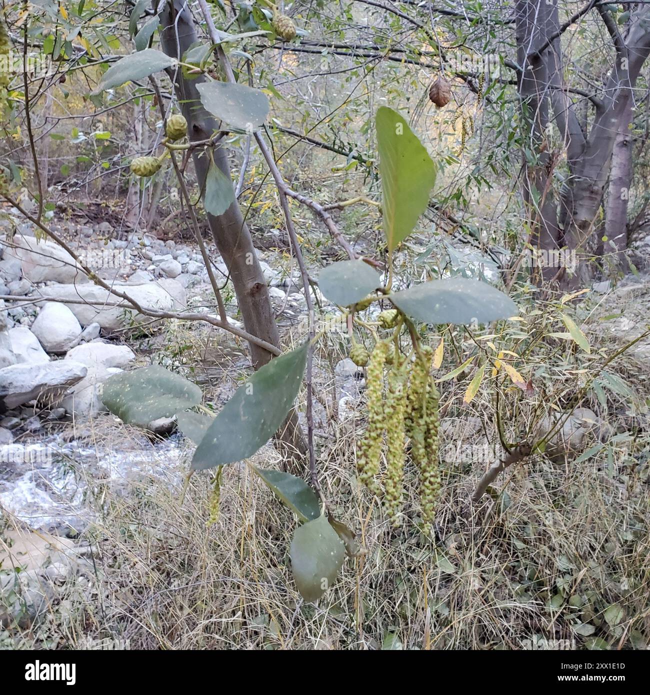 white alder (Alnus rhombifolia) Plantae Stock Photo - Alamy