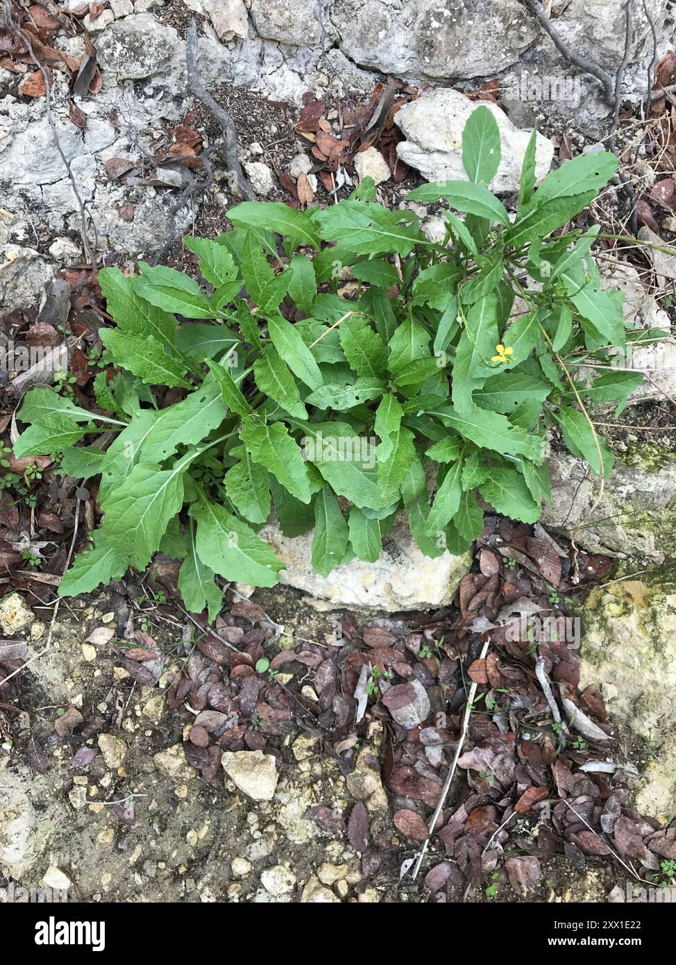 annual bastard cabbage (Rapistrum rugosum) Plantae Stock Photo - Alamy