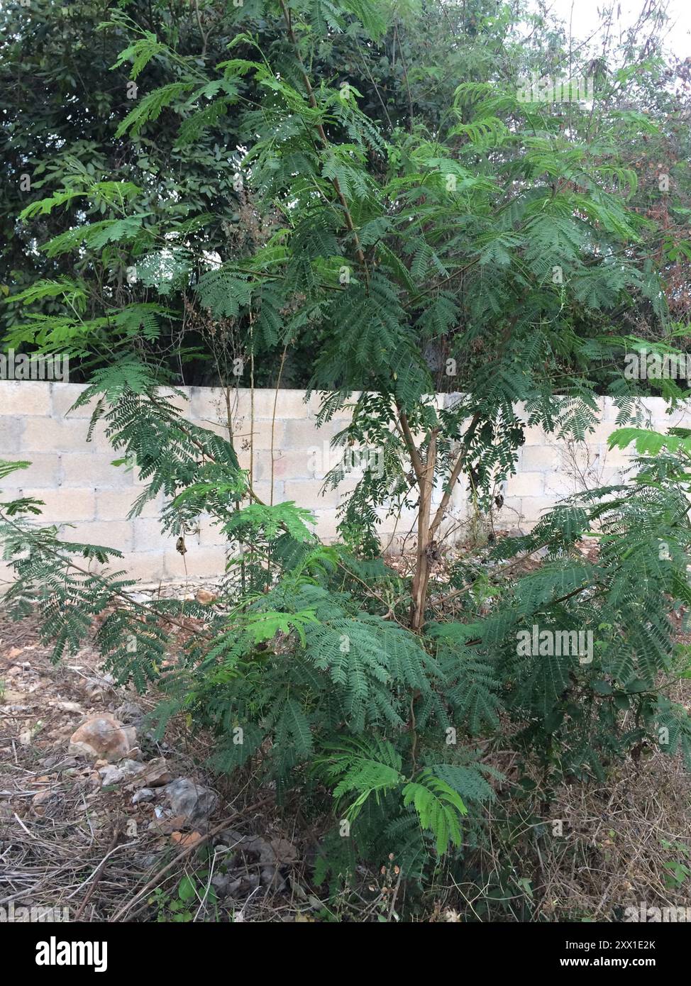 White leadtree (Leucaena leucocephala) Plantae Stock Photo - Alamy
