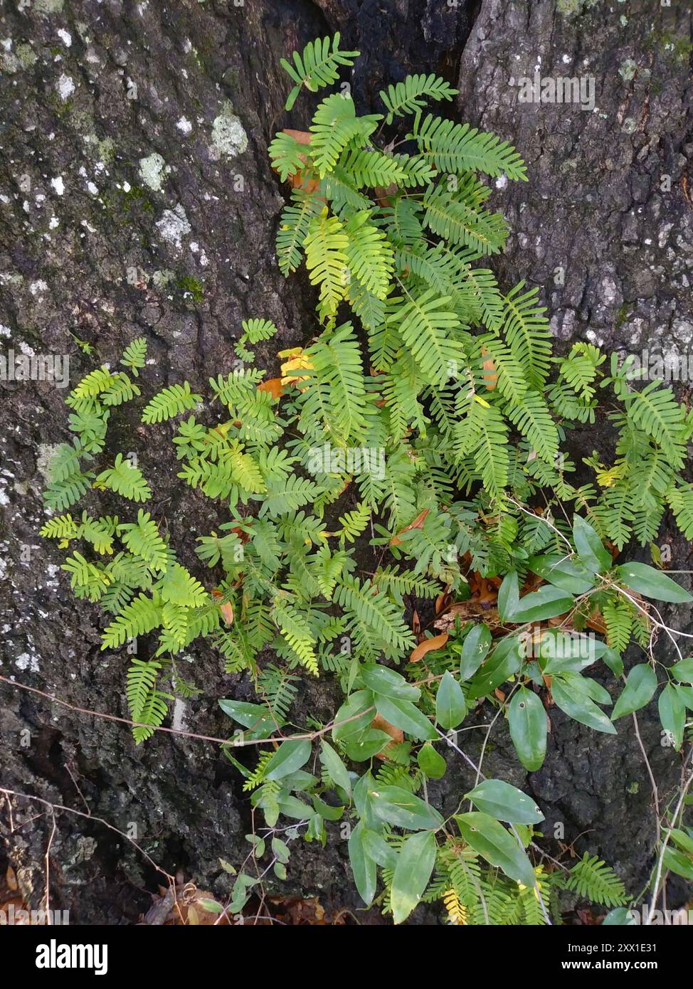 resurrection fern (Pleopeltis michauxiana) Plantae Stock Photo - Alamy