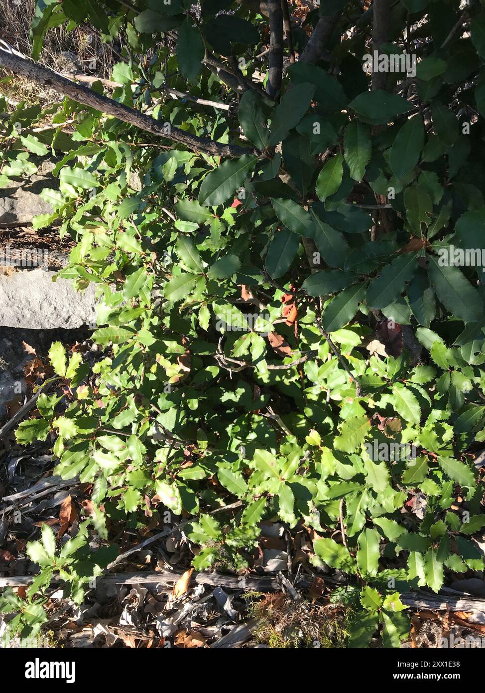 Chinese Photinia (Photinia serratifolia) Plantae Stock Photo - Alamy